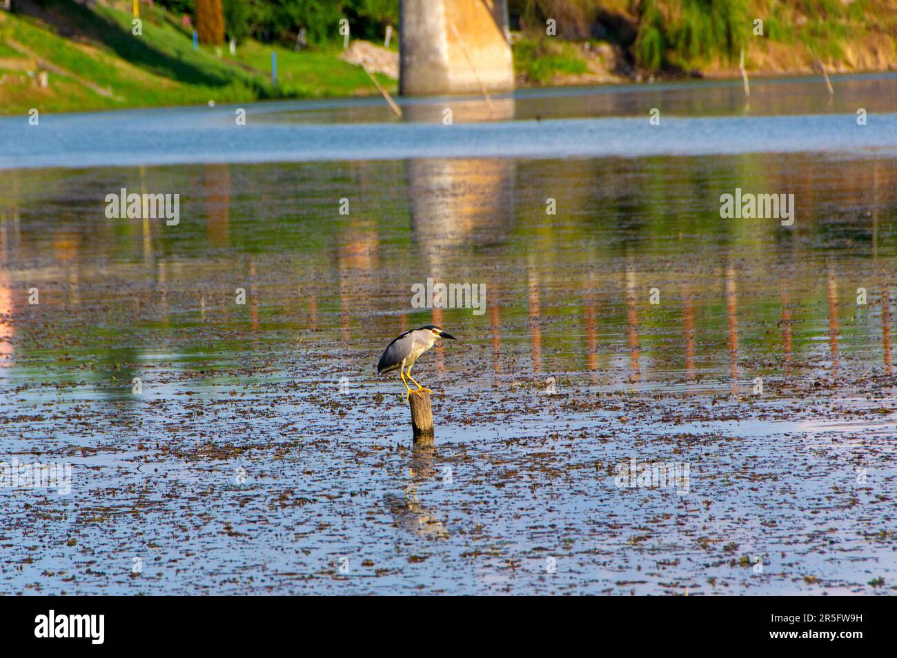Birds in their natural habitat on the river Studva, Serbia - images ...