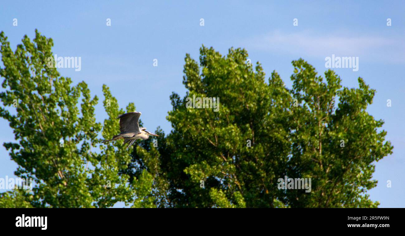 Birds in their natural habitat on the river Studva, Serbia - images ...