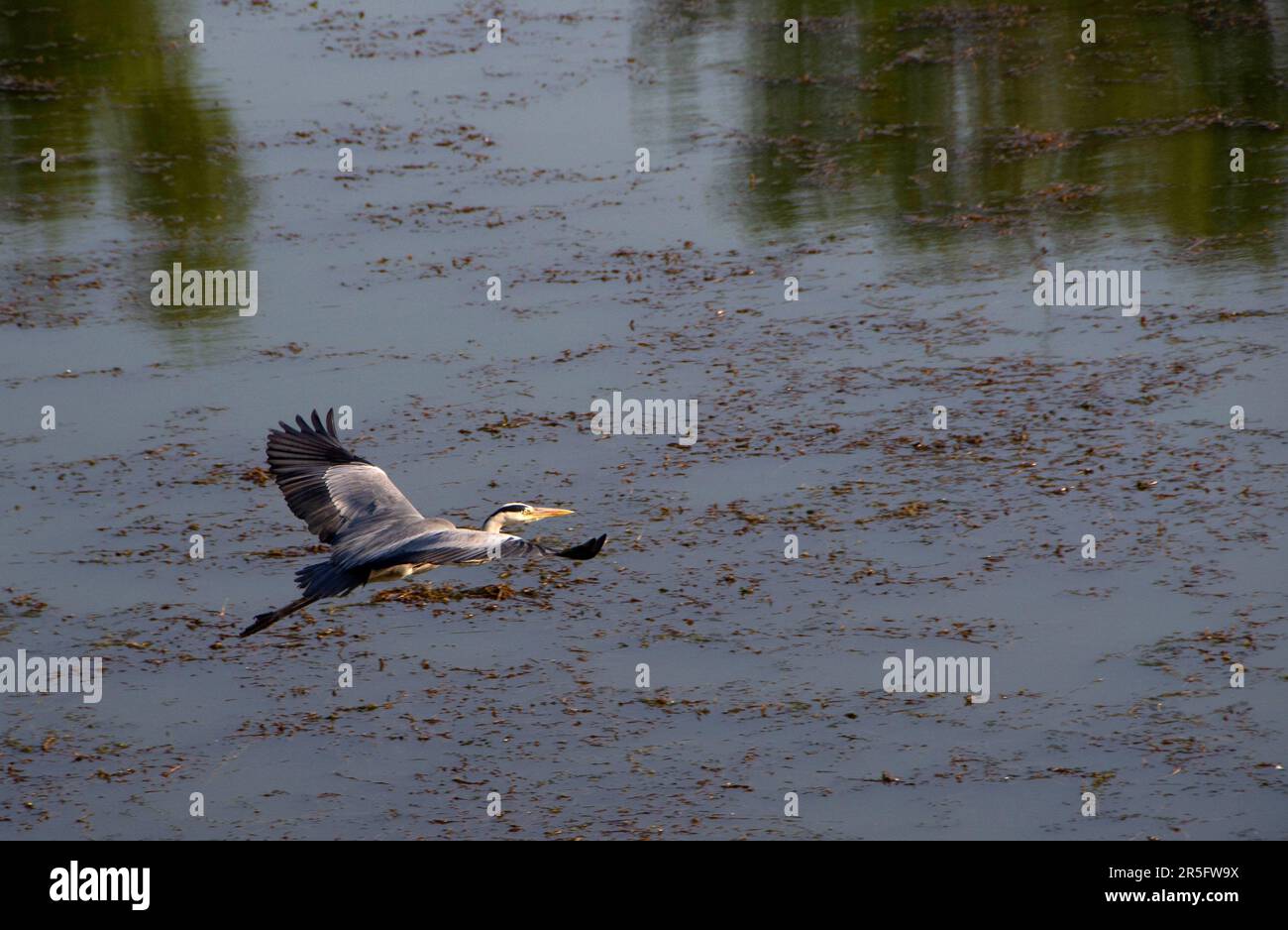 Birds in their natural habitat on the river Studva, Serbia - images ...