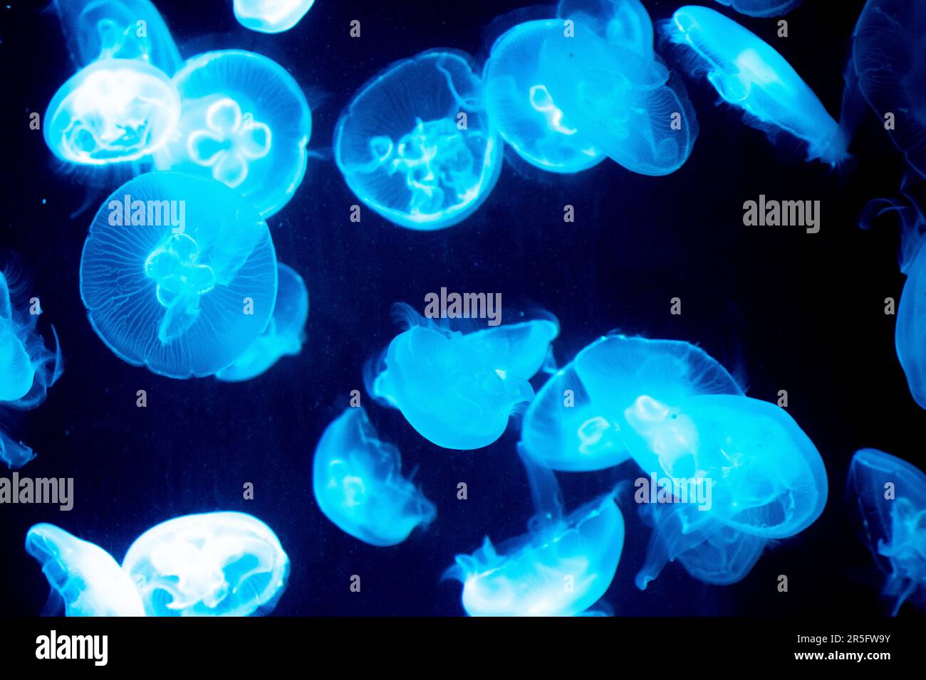 Blue illuminated transparent jellyfish in the aquarium Stock Photo - Alamy