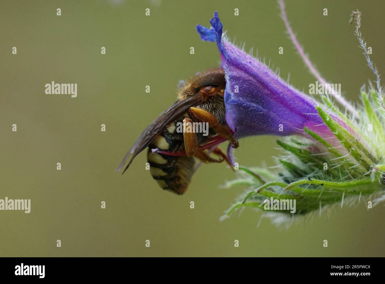 Natural Colorful closeup on a female Seven-toothed Red-Resin Bee ...