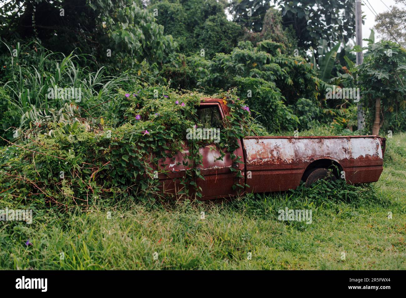 Overgrown car. Old abandoned car in rust is absorbed by nature Stock ...