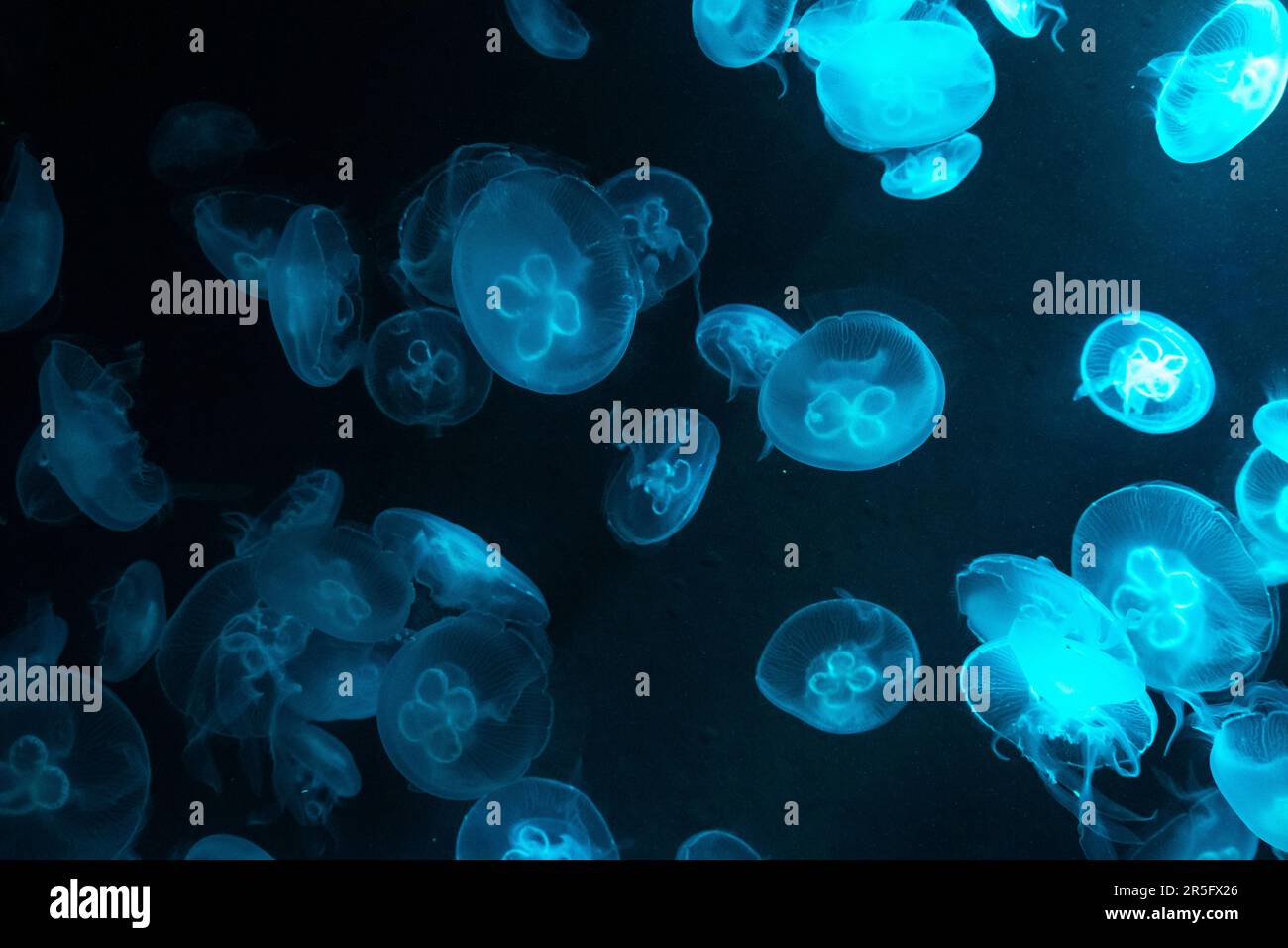 Blue illuminated transparent jellyfish in the aquarium Stock Photo - Alamy