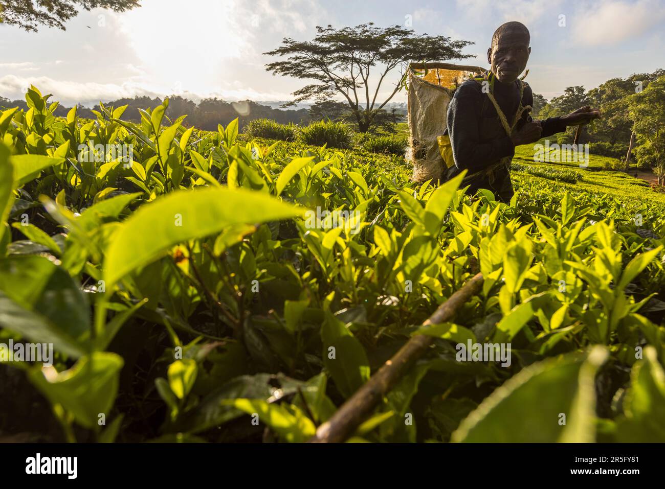 Tea plucker with pannier in tea field, Satemwa Estate, Thyolo. In the ...
