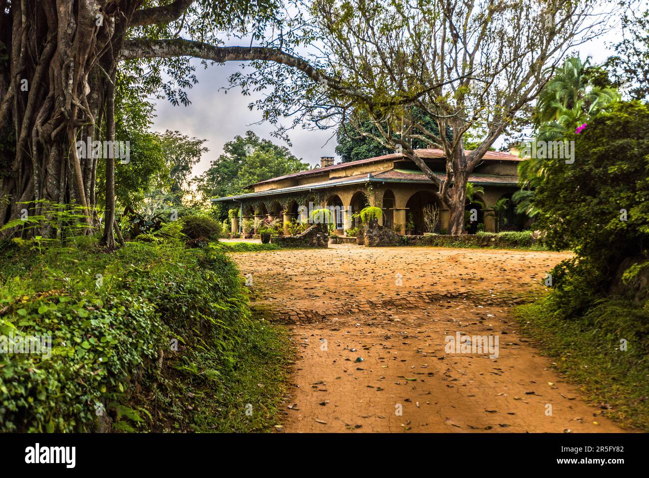 Huntingdon House driveway, Satemwa Estate, Thyolo. The Kay family home ...