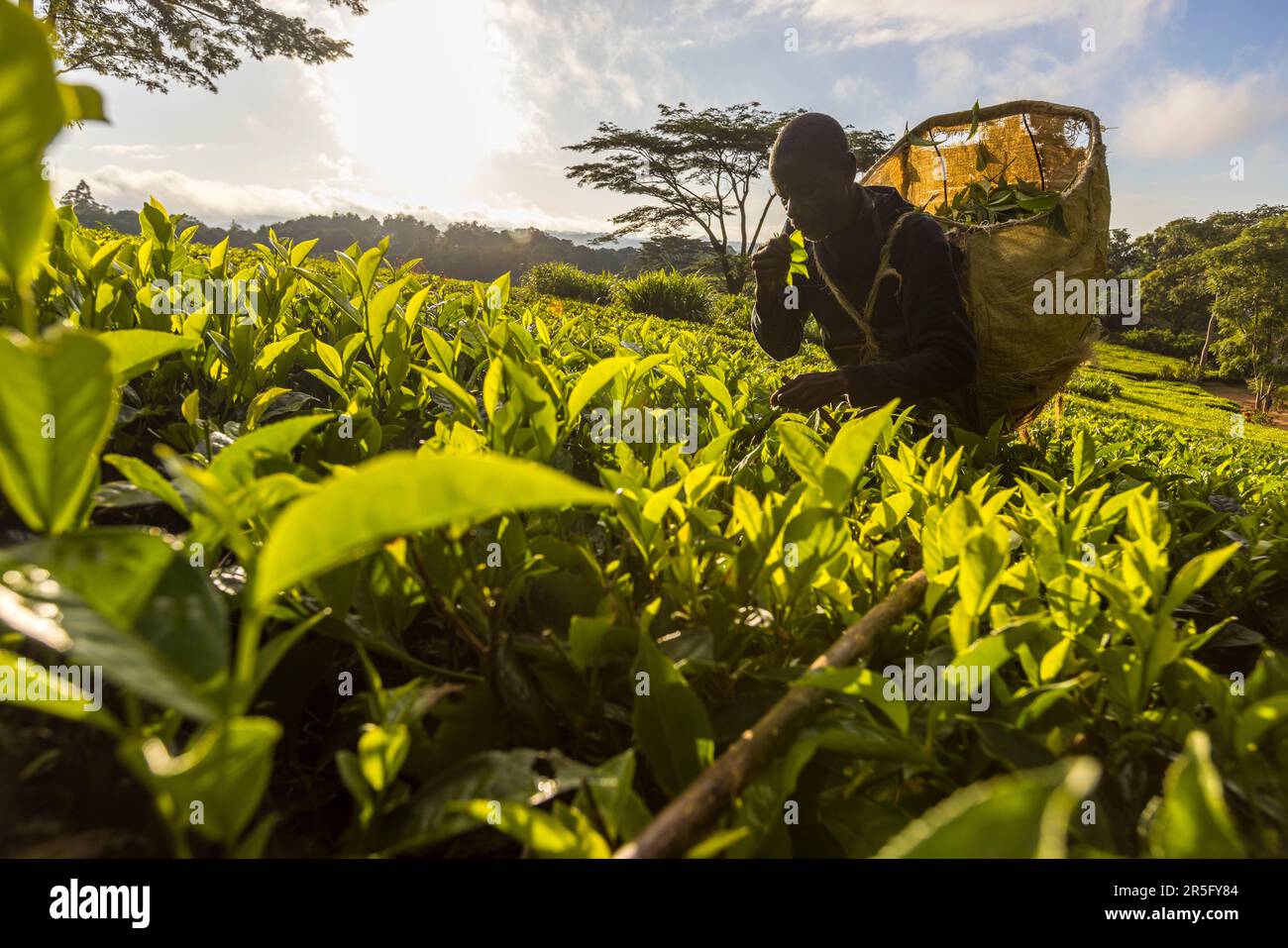 Tea plucker with pannier in the tea field. Satemwa Estate grows ...