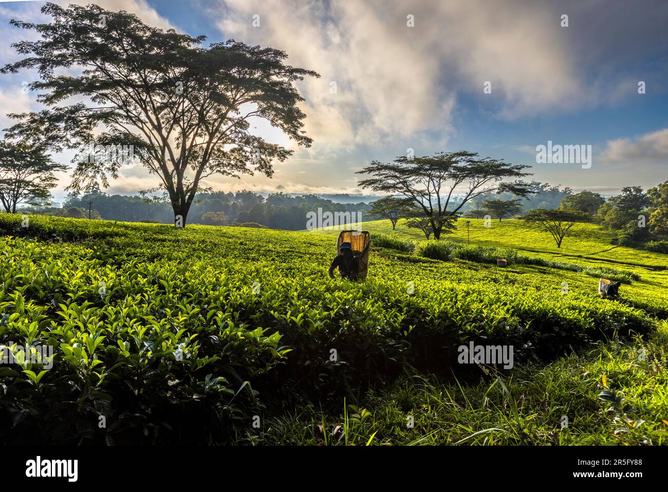 Morning atmosphere at Satemwa Estate, Thyolo. Tea pluckers with their ...