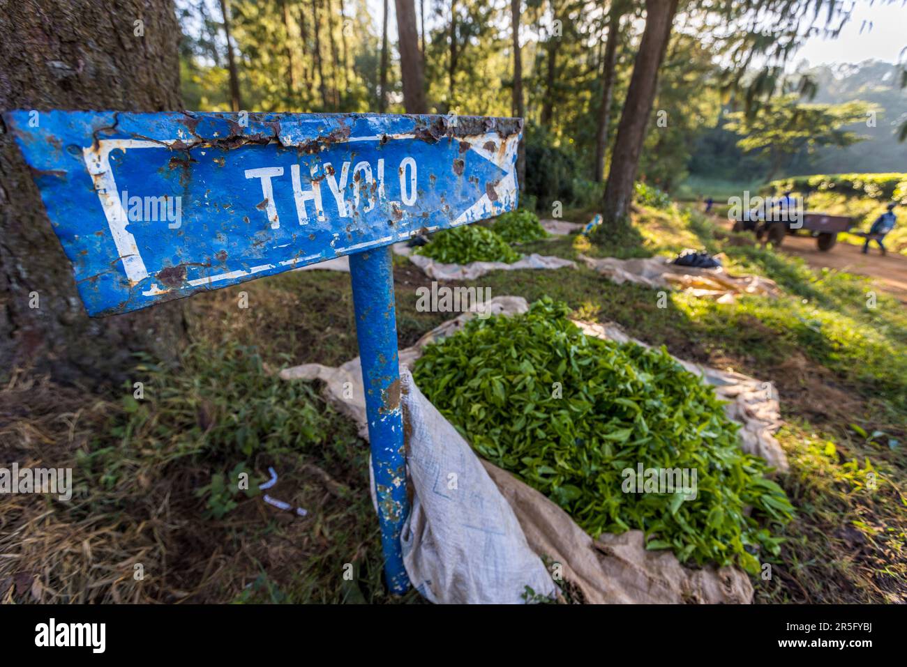 Satemwa Tea Estate in the Thyolo region. Collection point for freshly ...