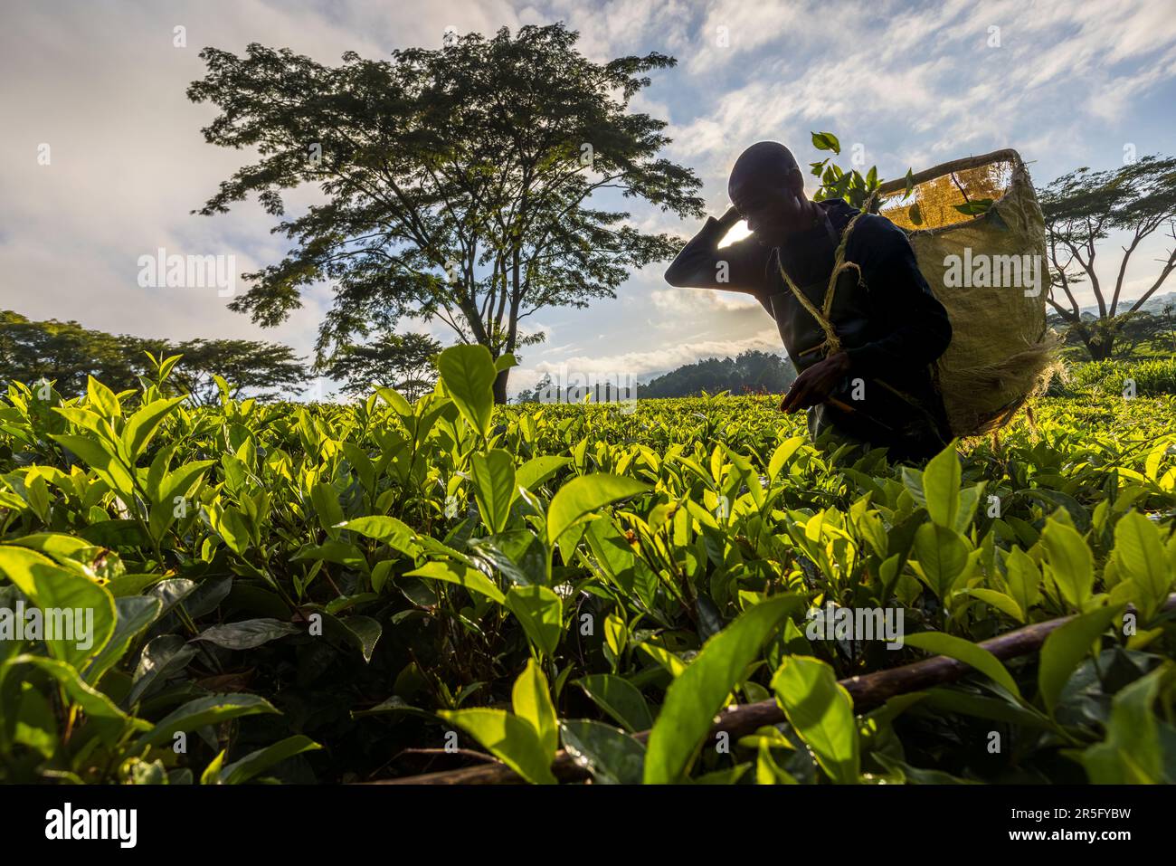 Tea picker with pannier in the tea field. Satemwa Estate grows Sinensis ...