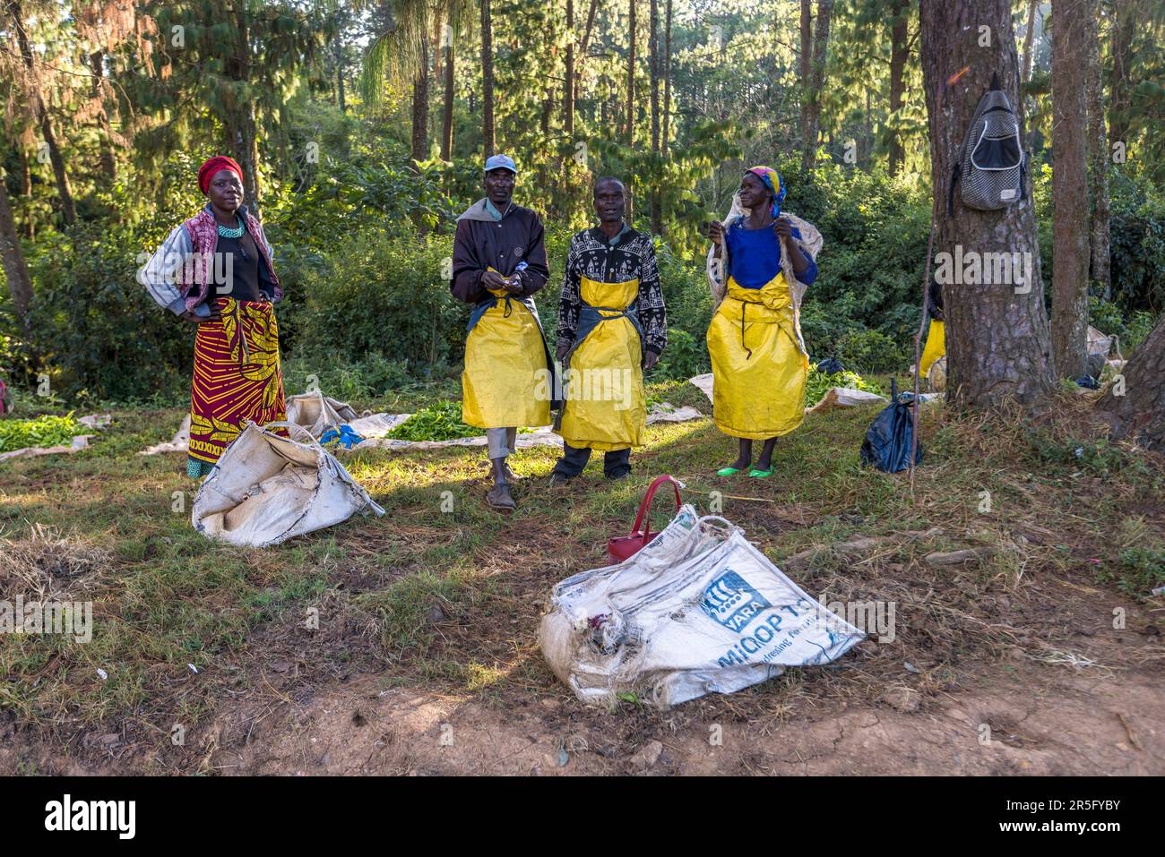 Group of tea pluckers, so-called gang, at a collection point for ...