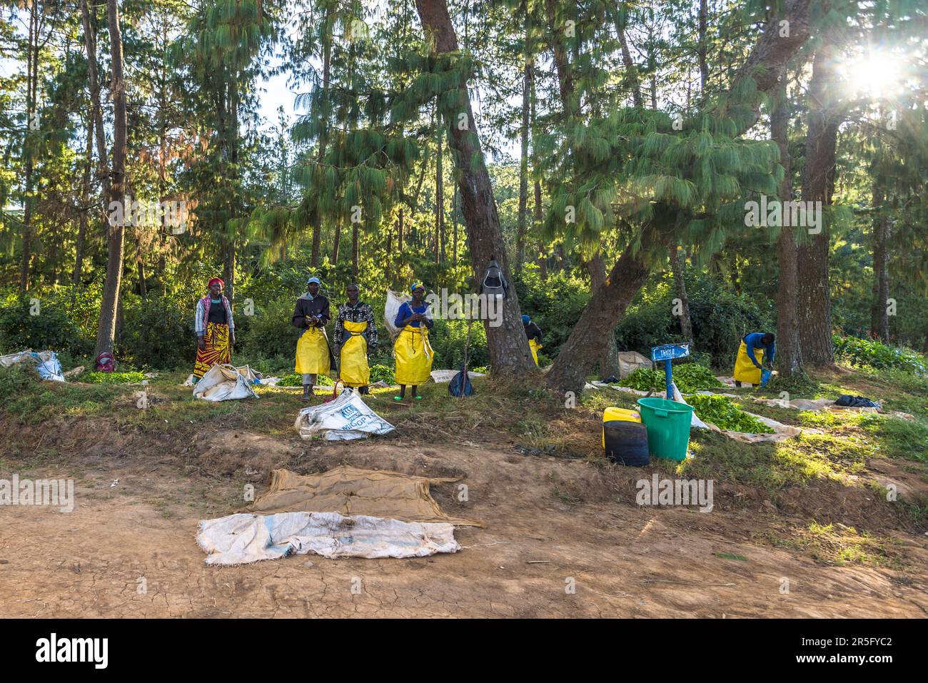Group of tea pluckers, so-called gang, at a collection point for ...