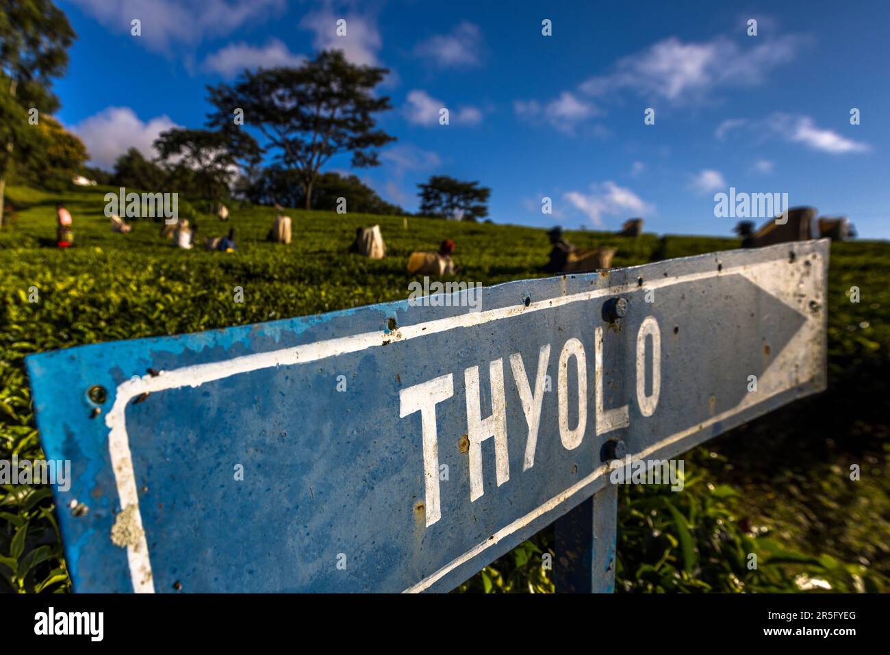 Satemwa tea and coffee plantation near Thyolo, Malawi Stock Photo - Alamy
