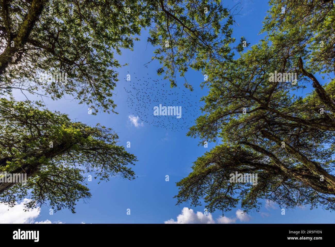 View of a flock of starlings through the canopy of three umbrella ...