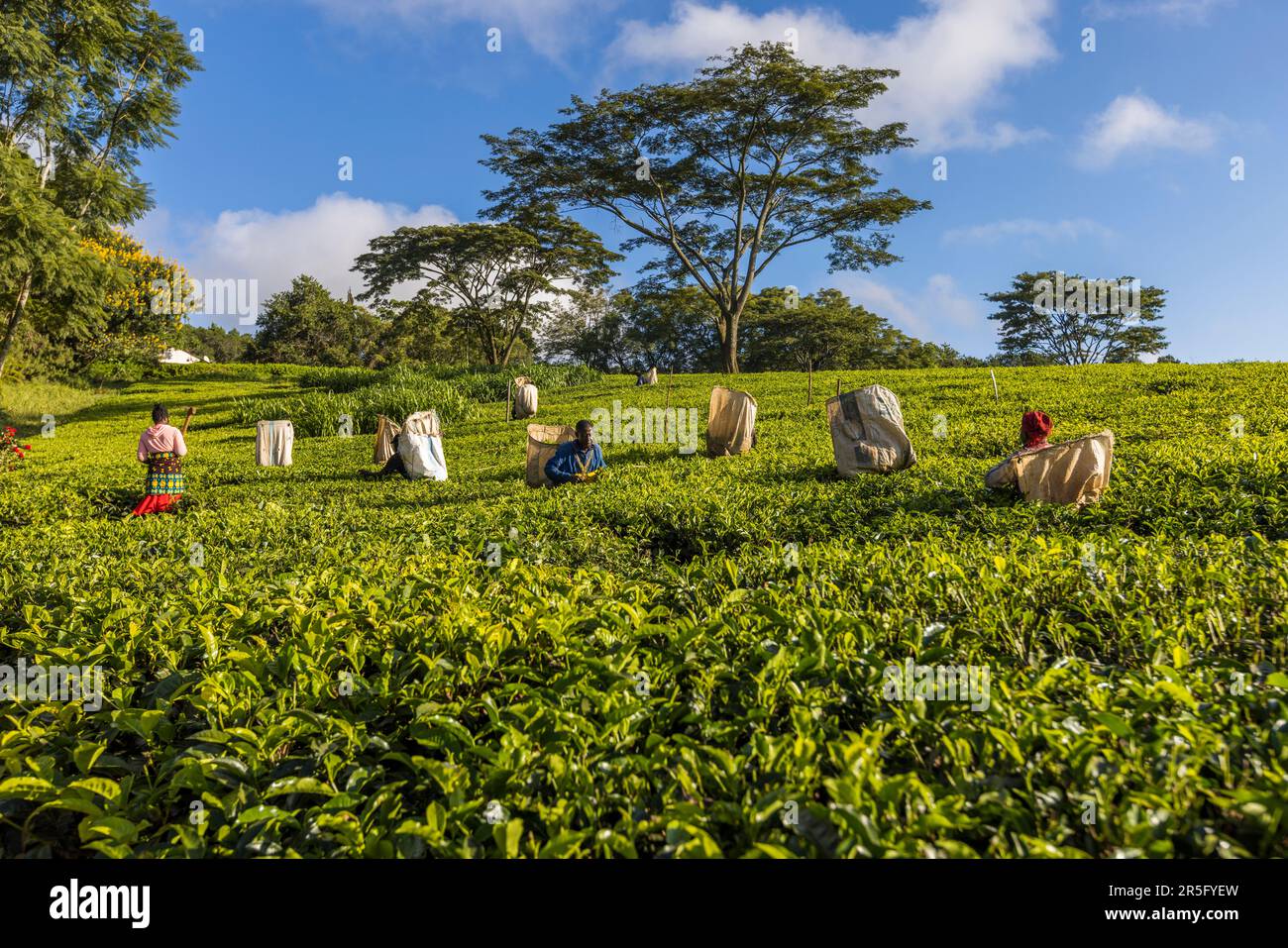 Group of tea pluckers early in the morning in a tea field. At Satemwa ...