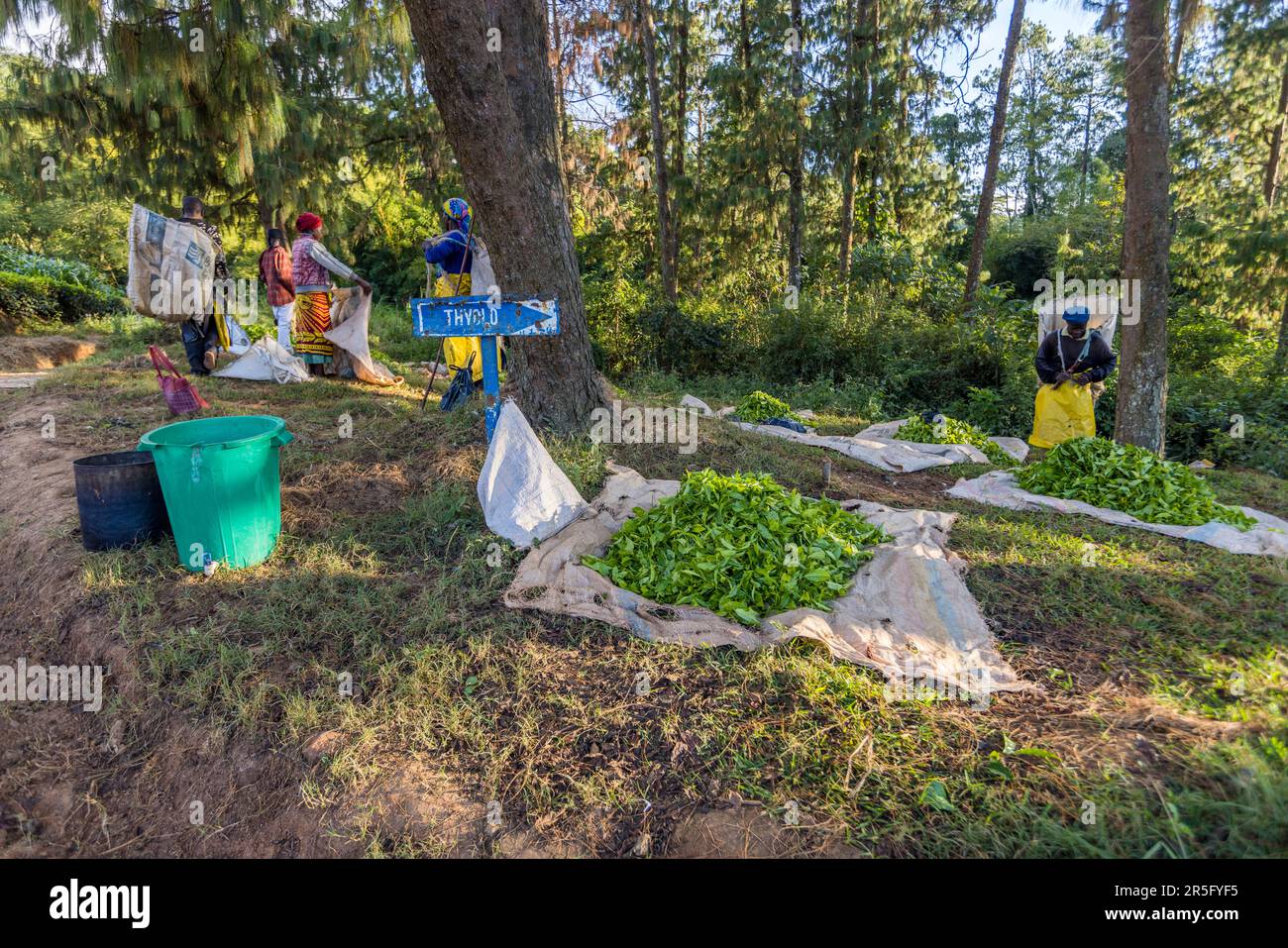 Group of tea pluckers, so-called gang, at a collection point for ...