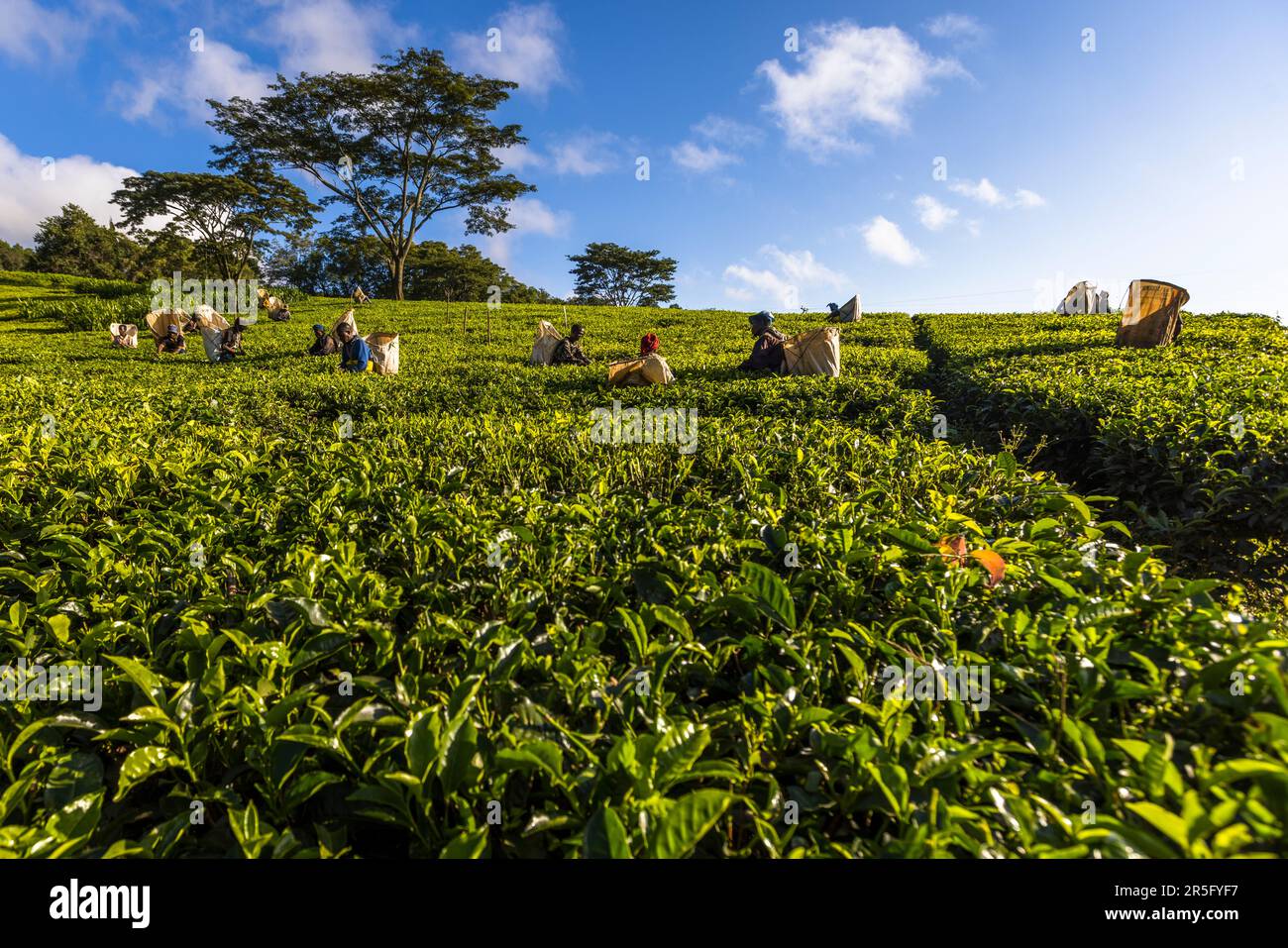 Satemwa tea and coffee plantation near Thyolo, Malawi Stock Photo - Alamy