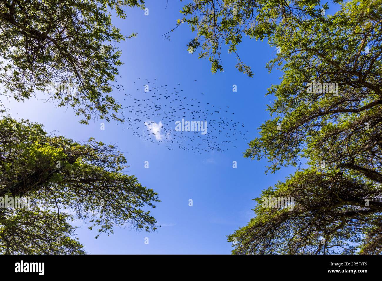 Satemwa tea and coffee plantation near Thyolo, Malawi Stock Photo - Alamy