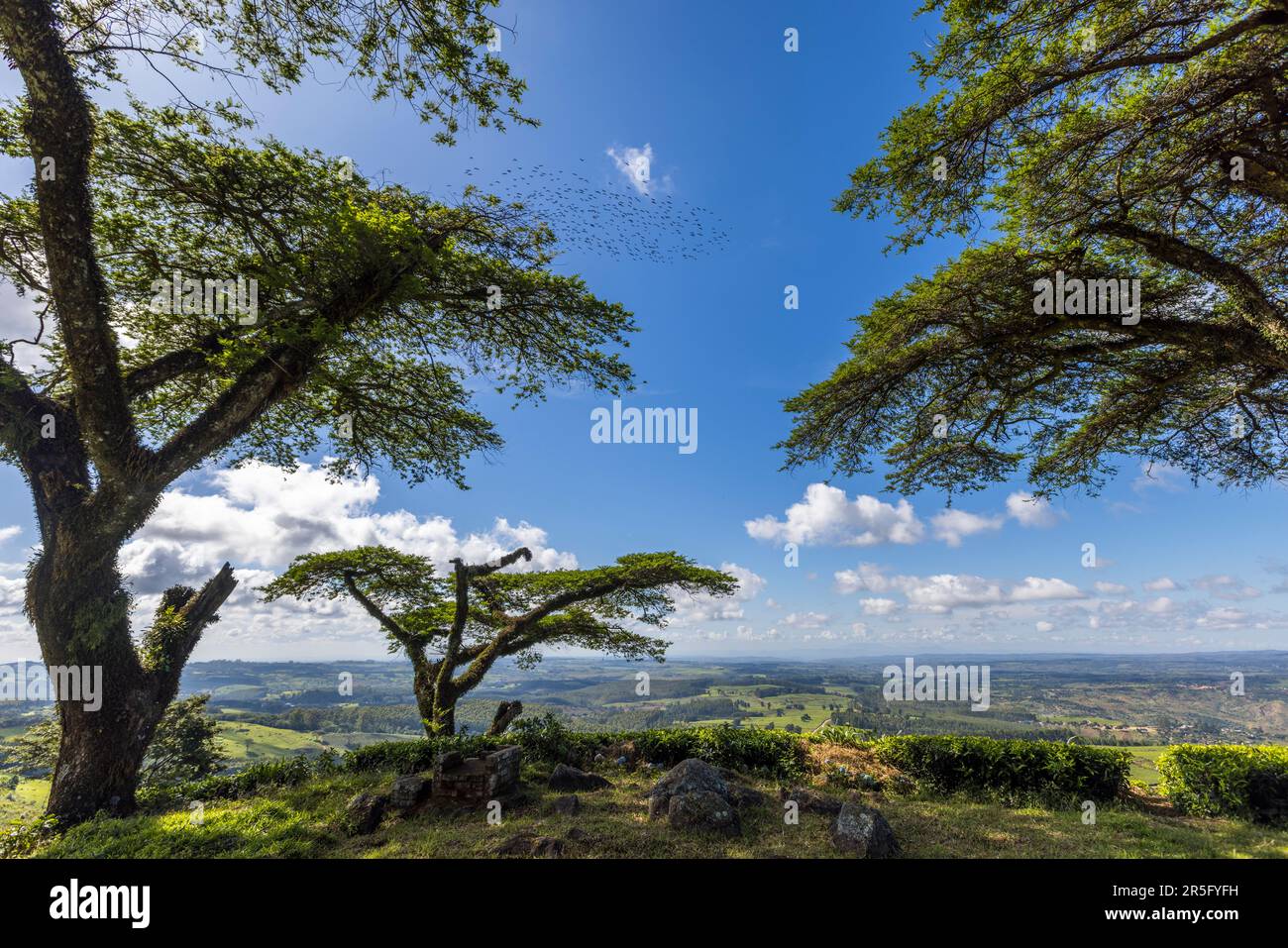 View from Thyolo Mountain, 1,460 m above the Shire Highlands with ...