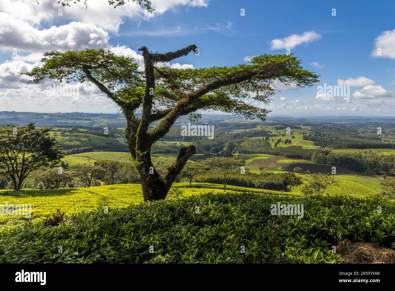 View from Thyolo Mountain, 1,460 m above the Shire Highlands with ...