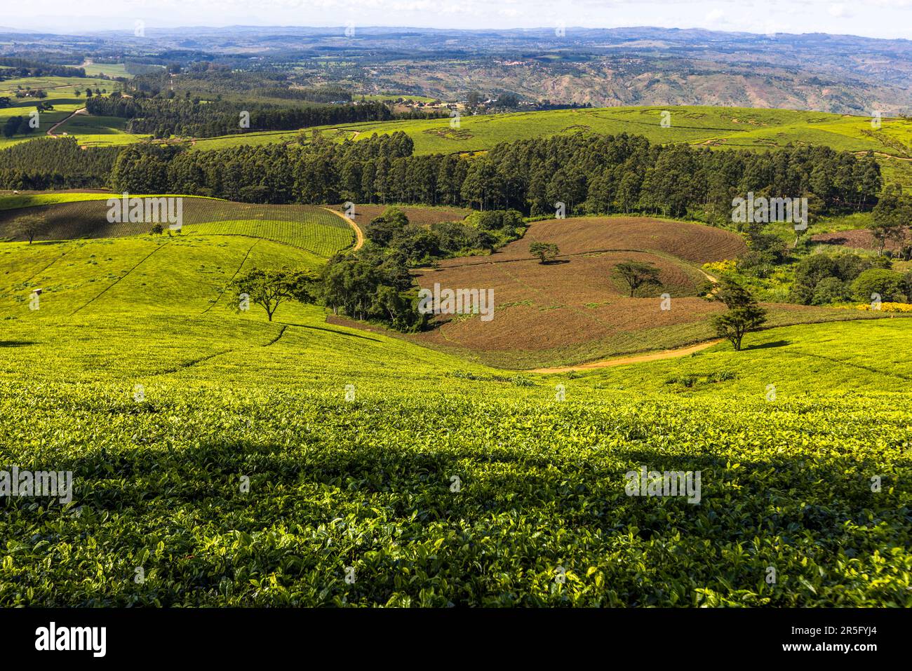 Satemwa tea and coffee plantation near Thyolo, Malawi Stock Photo - Alamy