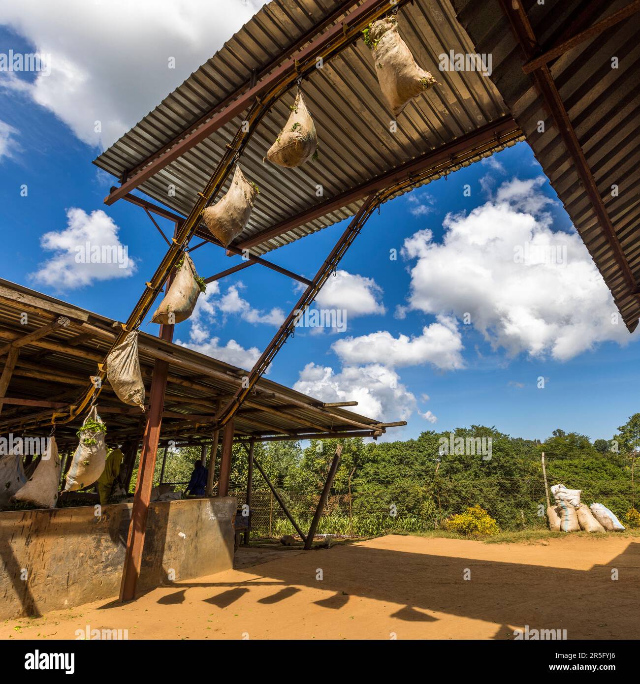 Bags of freshly harvested tea leaves are delivered to the factory via a ...