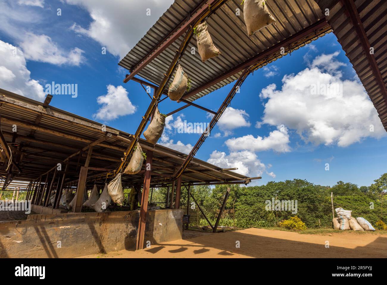 Bags of freshly harvested tea leaves are delivered to the factory via a ...