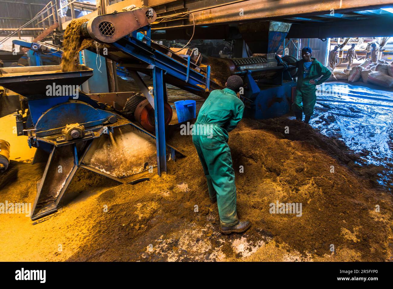 Tea processing Satemwa Estate. In the production process, the moisture ...