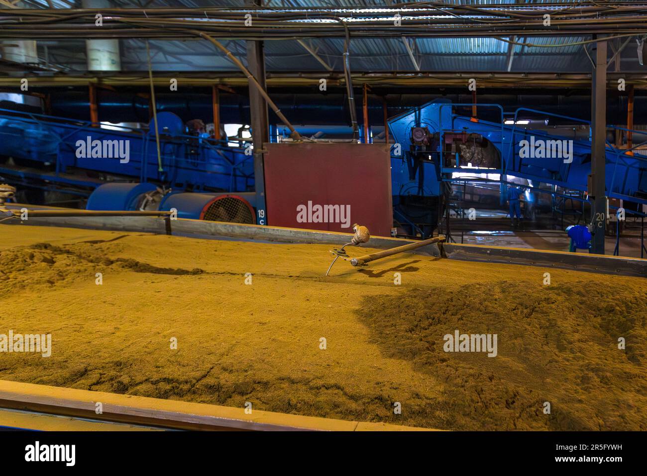 Conveyor belt with tea. In the production process, the moisture content ...