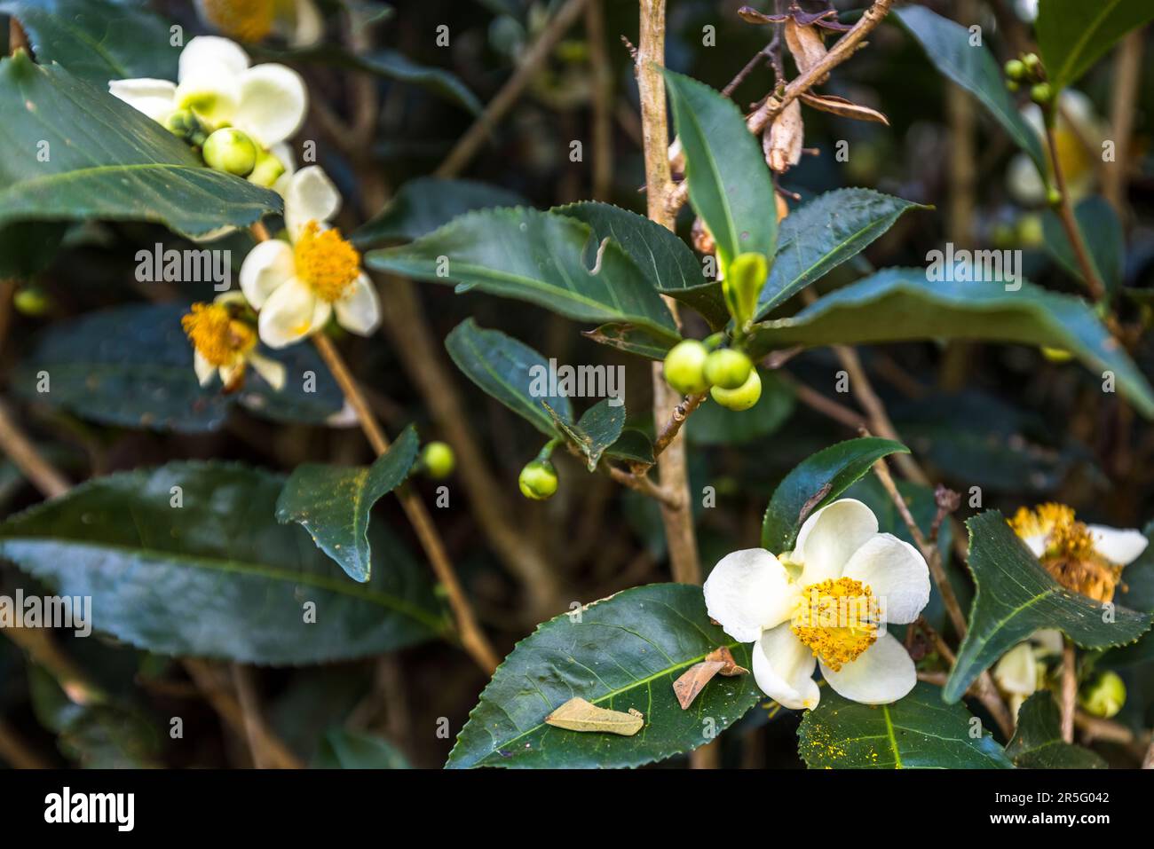 Flowers of Camelia sinensis var sinensi. A tea bush needs 10 years ...