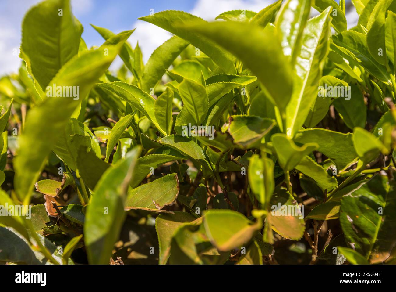 Close-up tea leaves Camelia sinensis var sinensi. A tea bush needs 10 ...