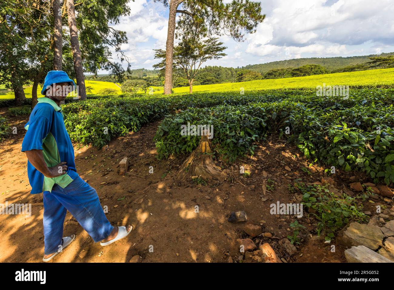 Tea plants are laid out as so-called tables and harvested every 7 to 10 ...