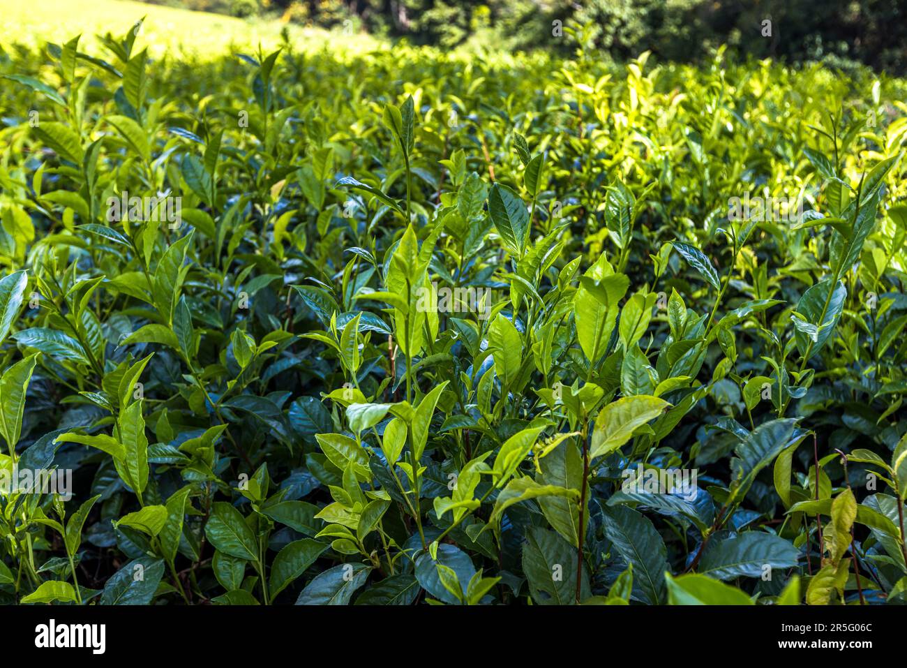 Malawi tea plantation hi-res stock photography and images - Alamy