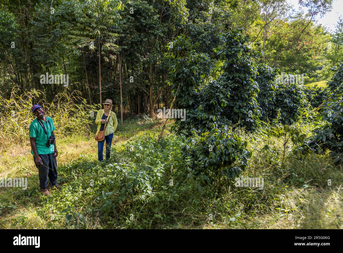 Satemwa tea and coffee plantation near Thyolo, Malawi Stock Photo - Alamy