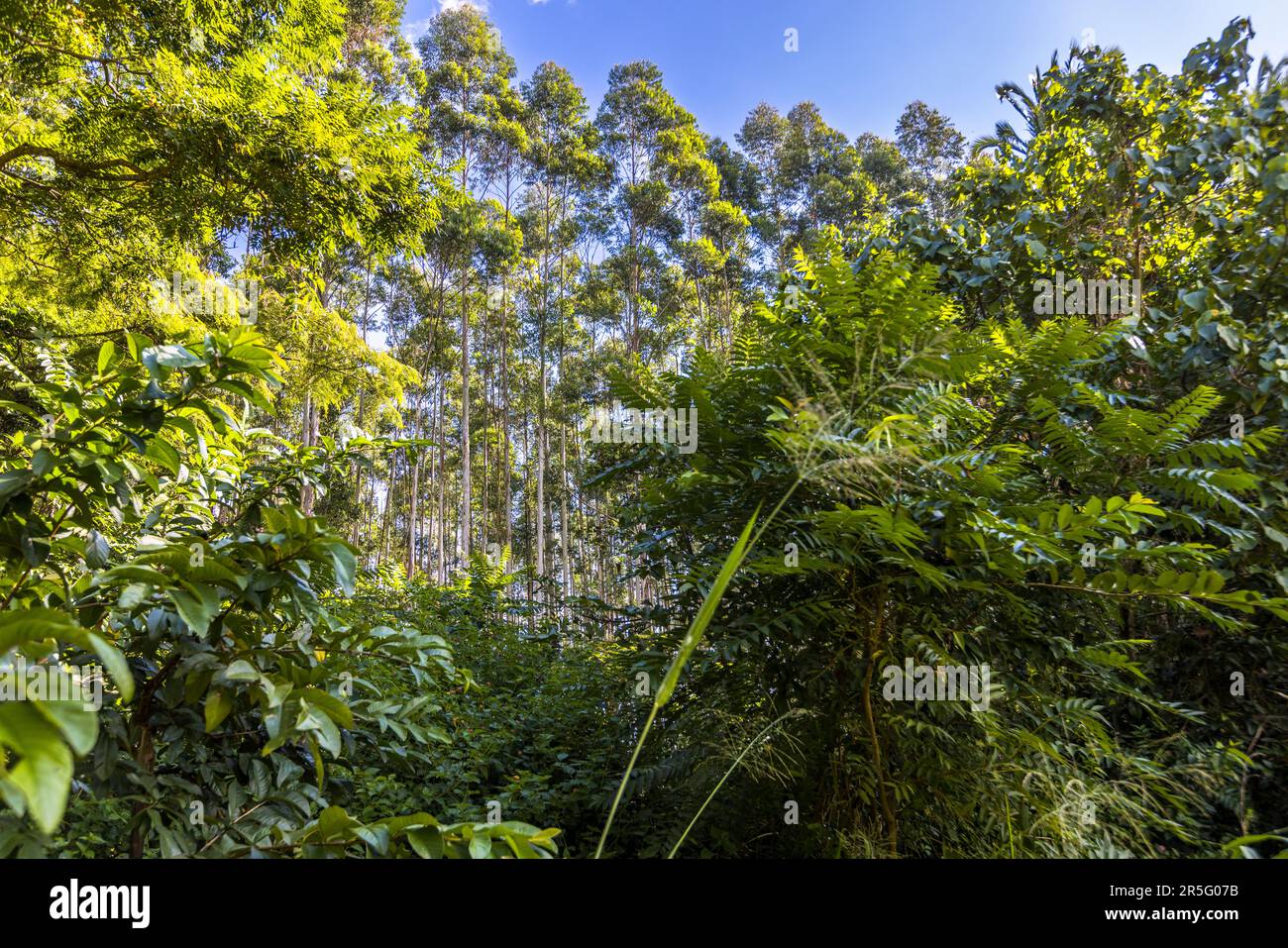 Satemwa tea and coffee plantation near Thyolo, Malawi Stock Photo - Alamy