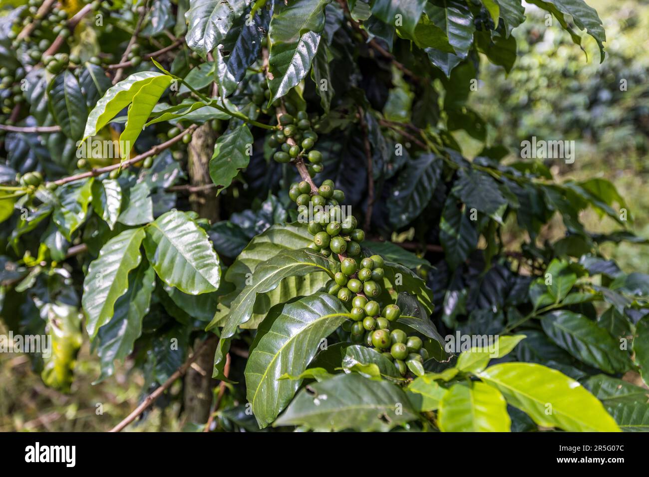 Satemwa tea and coffee plantation near Thyolo, Malawi Stock Photo - Alamy