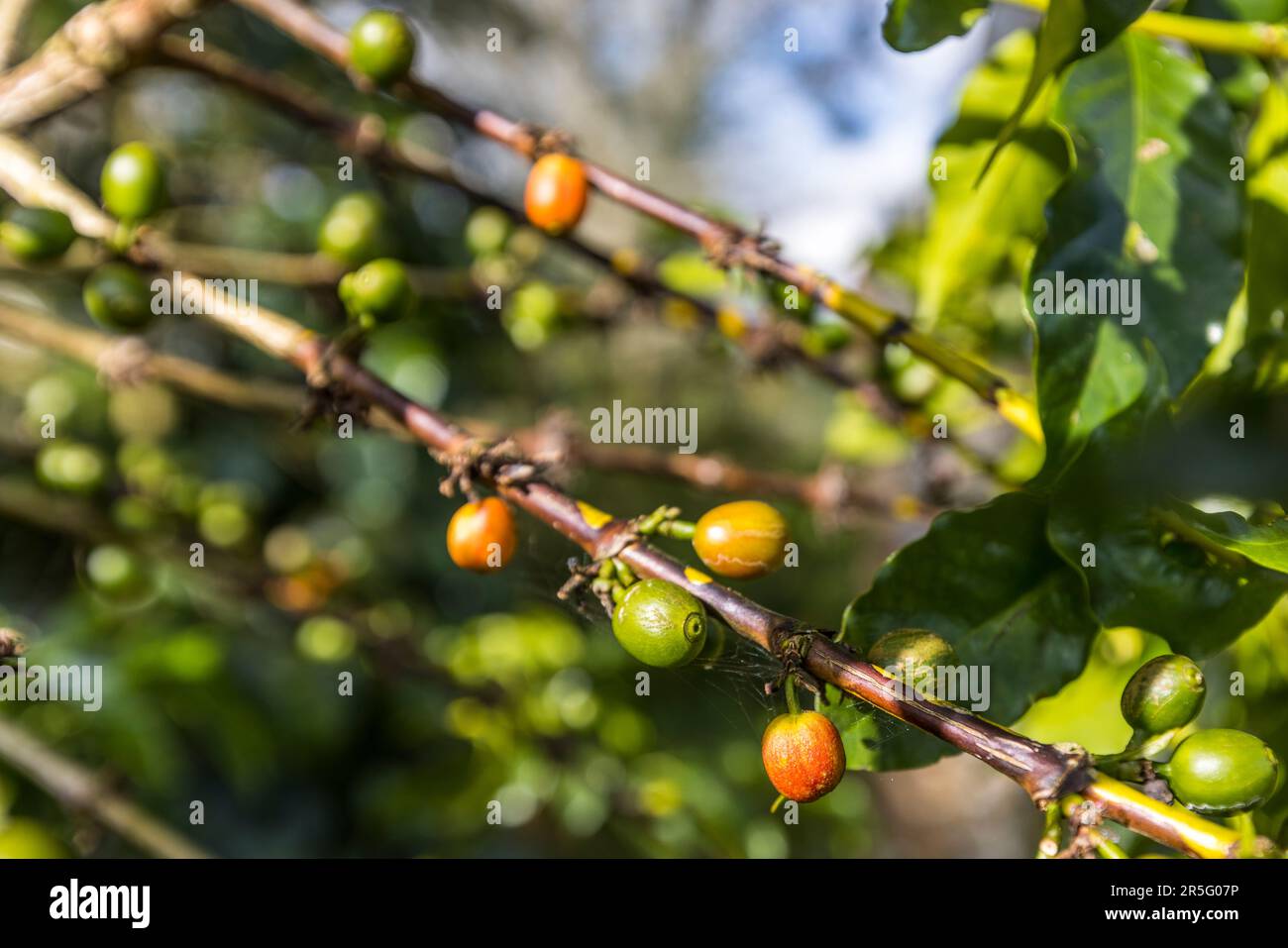 Satemwa tea and coffee plantation near Thyolo, Malawi Stock Photo - Alamy