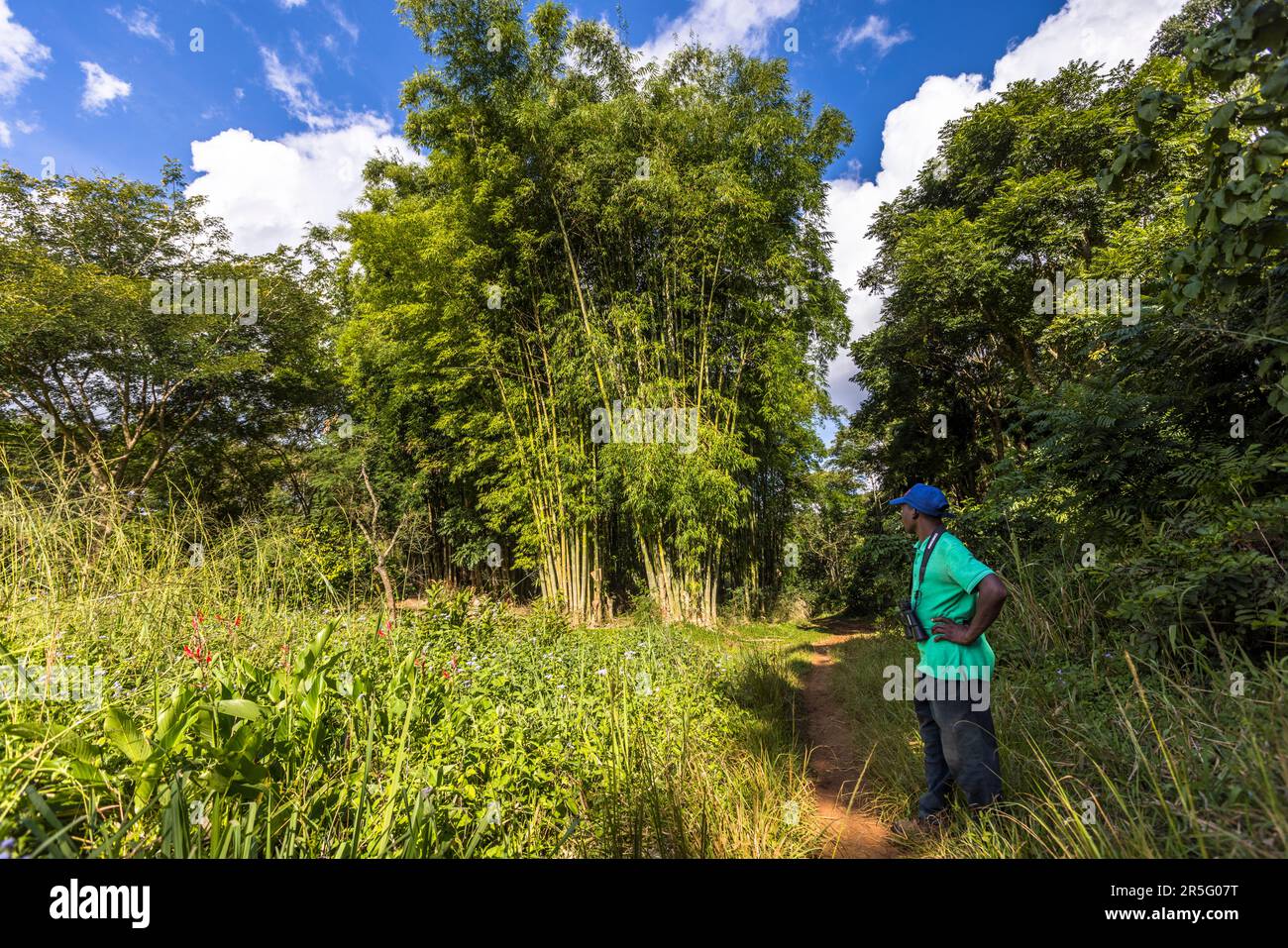Guided tour of Satemwa Estate with tea and coffee fields and ...