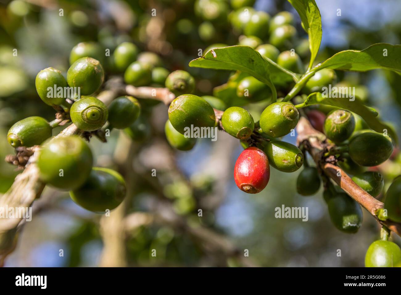 Satemwa tea and coffee plantation near Thyolo, Malawi Stock Photo - Alamy