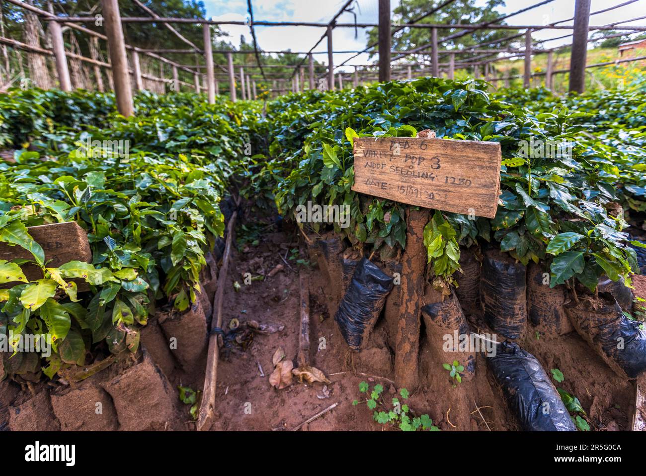 Satemwa tea and coffee plantation near Thyolo, Malawi Stock Photo - Alamy