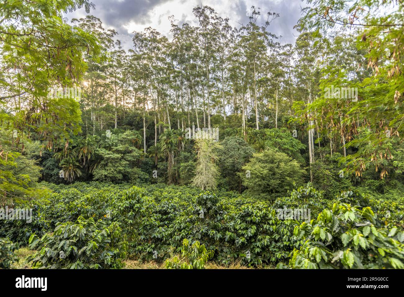 Satemwa tea and coffee plantation near Thyolo, Malawi Stock Photo - Alamy