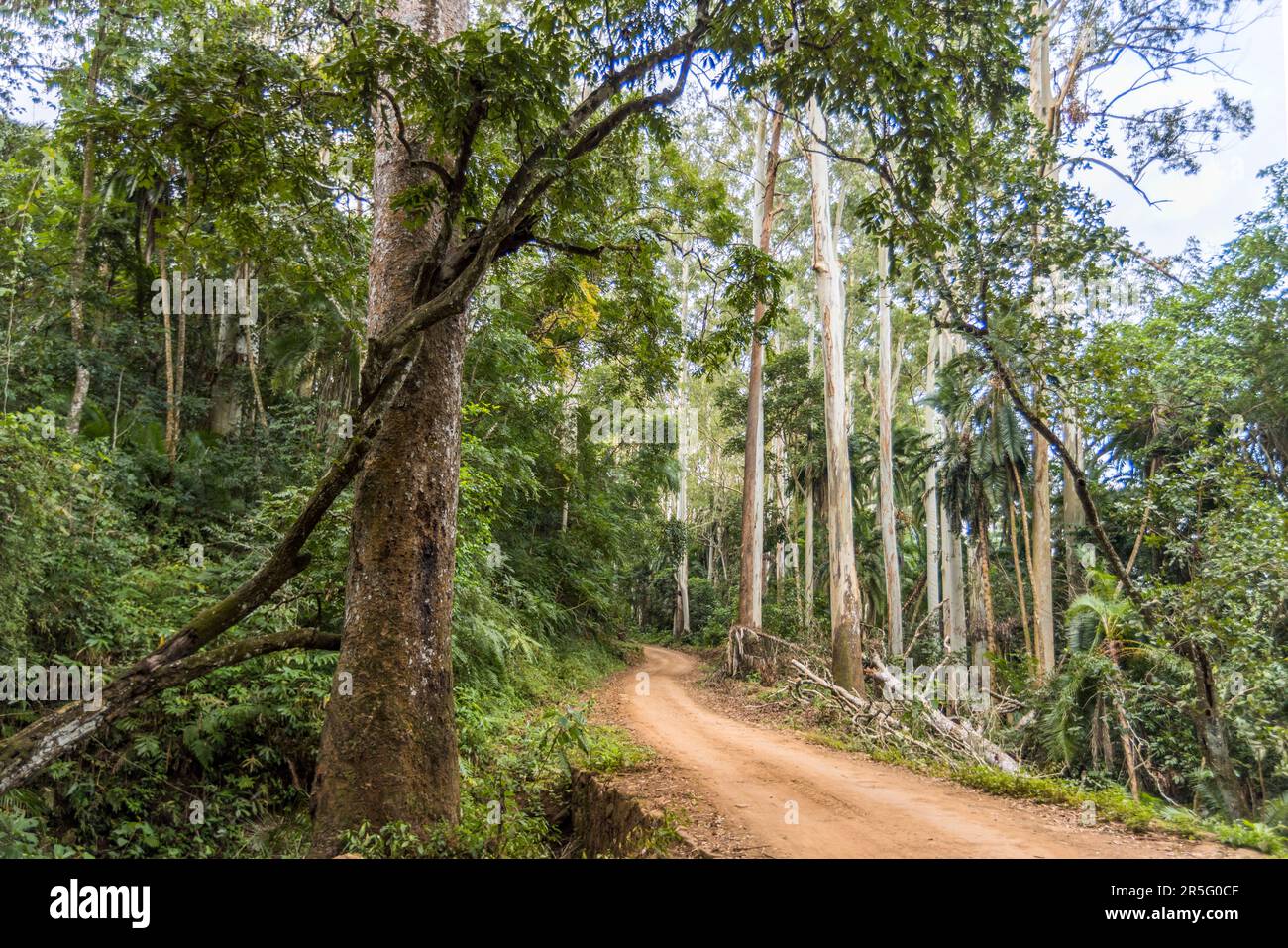 Satemwa tea and coffee plantation near Thyolo, Malawi Stock Photo - Alamy