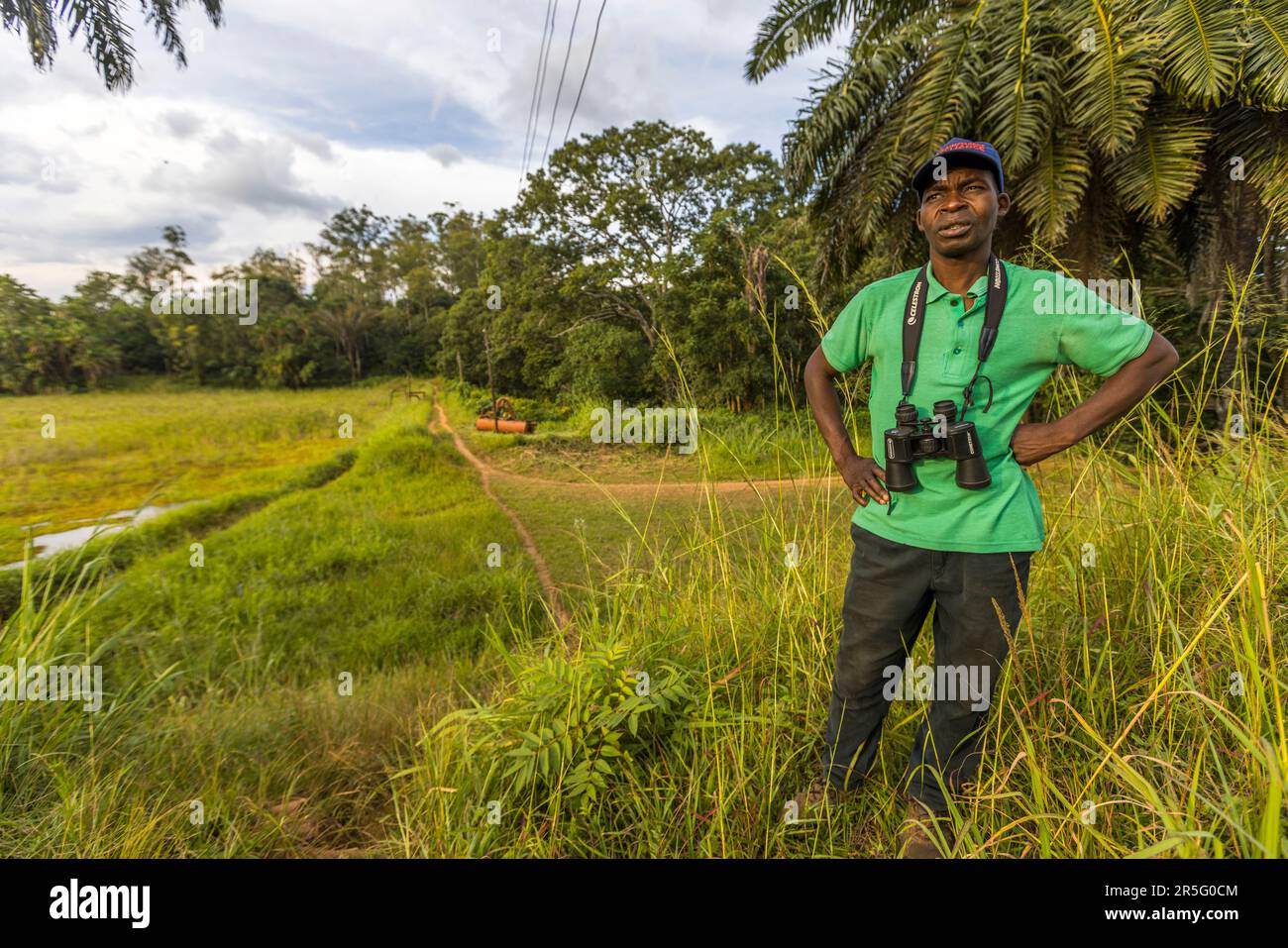Satemwa tea and coffee plantation near Thyolo, Malawi Stock Photo - Alamy