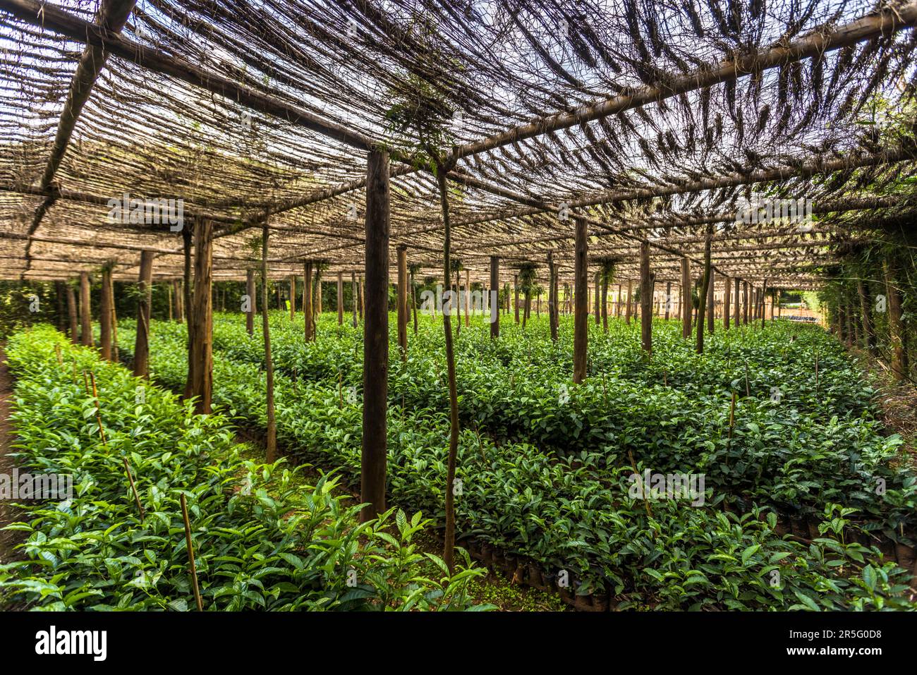 Satemwa tea and coffee plantation near Thyolo, Malawi Stock Photo - Alamy