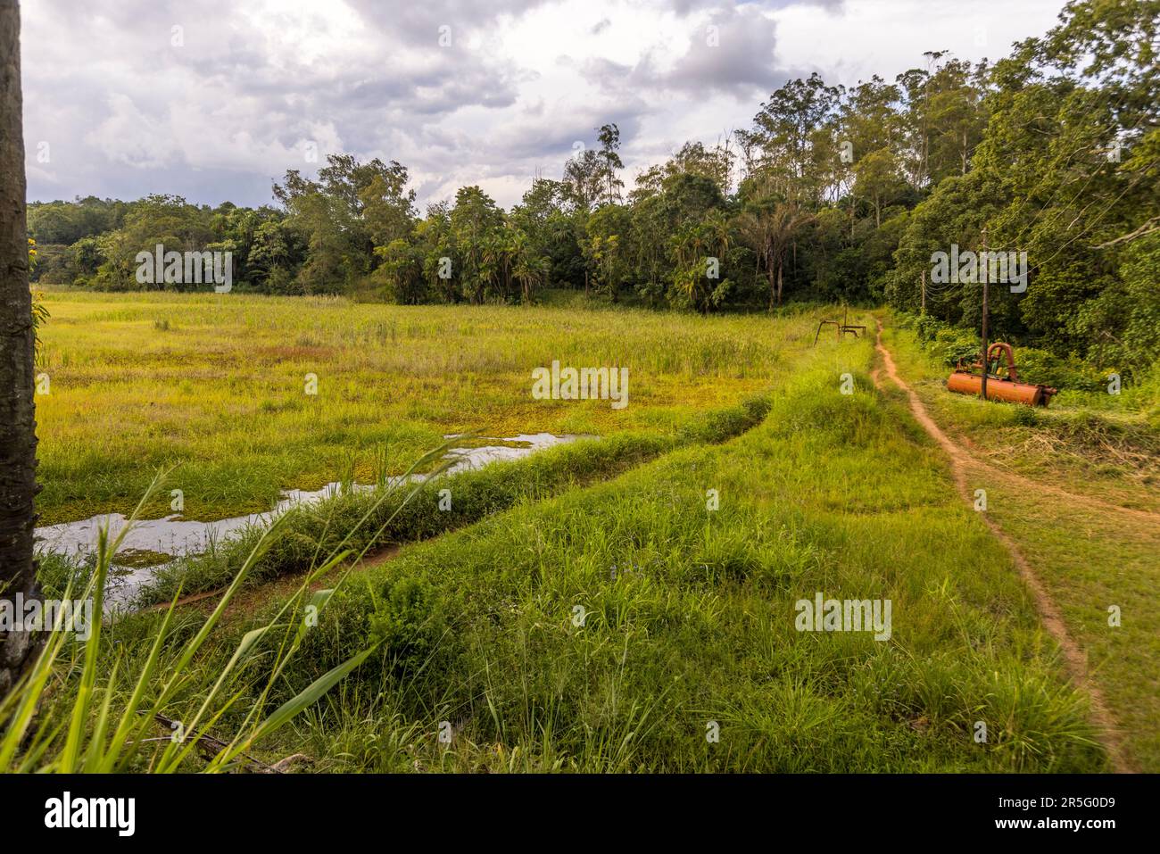 Satemwa tea and coffee plantation near Thyolo, Malawi Stock Photo - Alamy