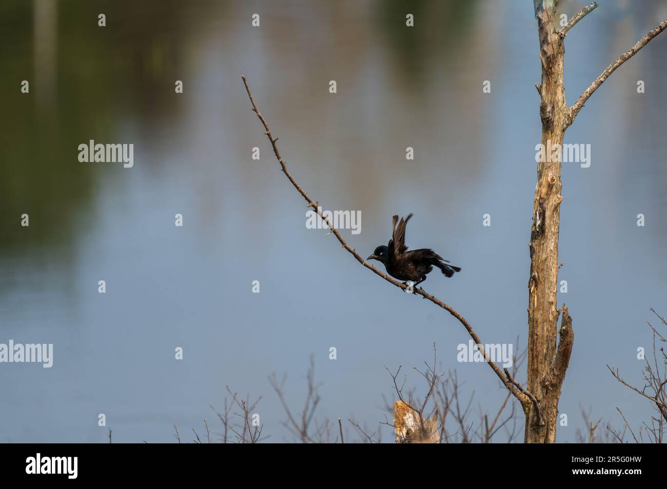 Branch shaking hi-res stock photography and images - Alamy