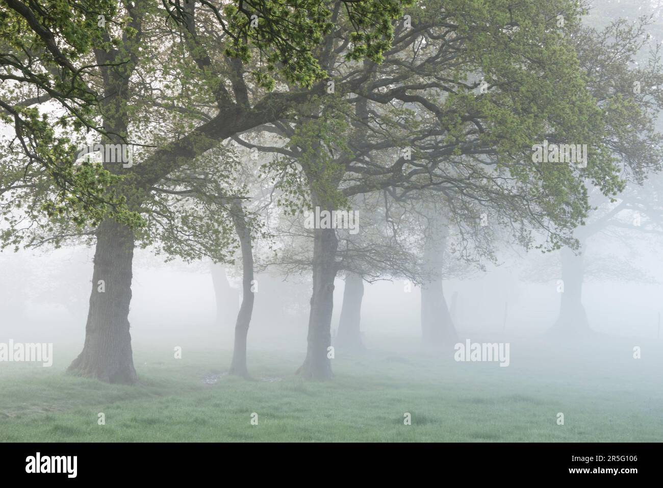 Beautiful foggy sunrise in English countryside with soft pastel sky and ...