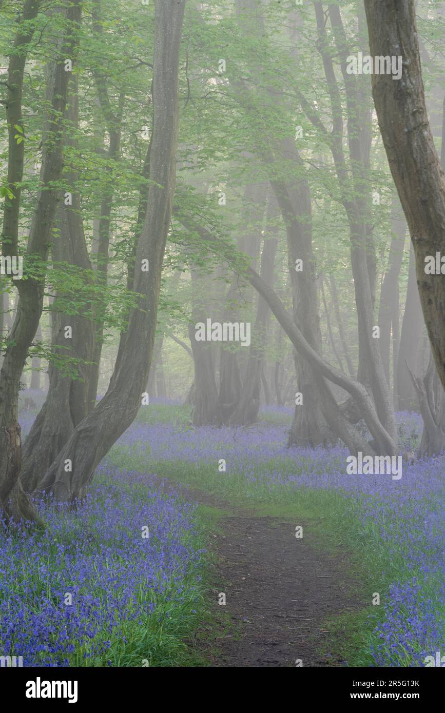 Beautiful Spring bluebell forest with light layer of fog giving calm ...