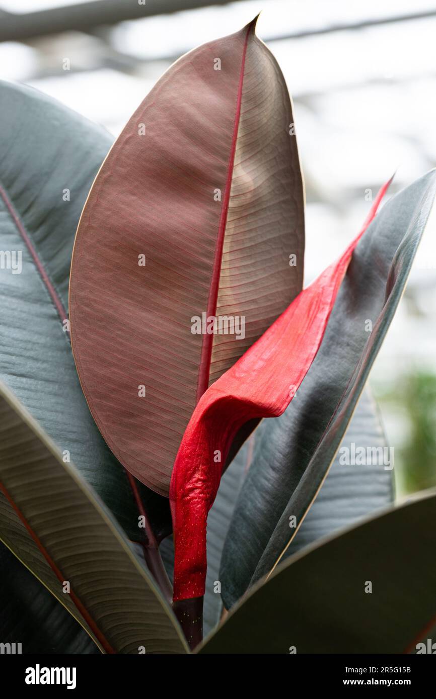 A new leaf grows on a rubber tree, which is wrapped in a red stipule ...