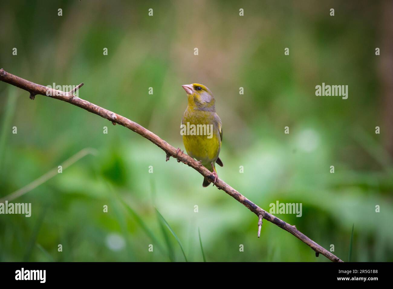 Eurasian greenfinch (Chloris chloris Stock Photo - Alamy