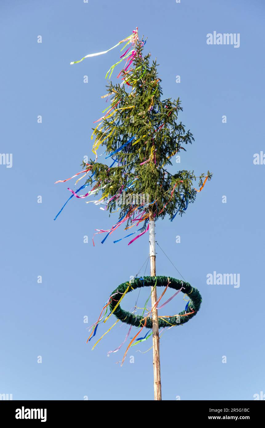 Pine tree on a pole, decorated with colorful ribbons, placed in a German town as "may tree"or ...